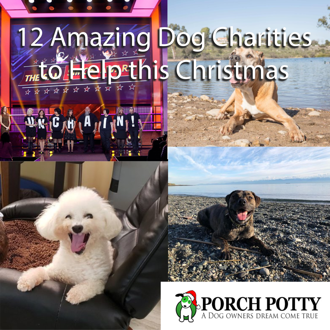 12 Amazing Dog Charities to Help this Christmas – Porch Potty Australia