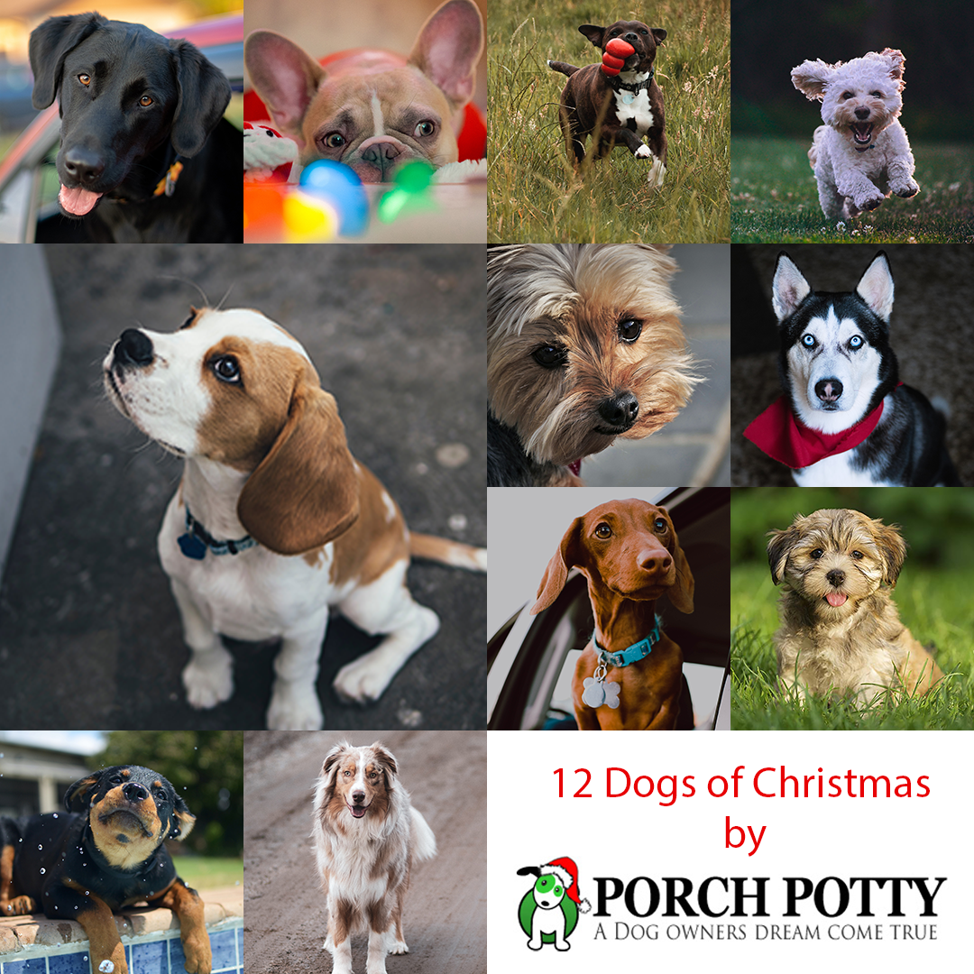 The 12 Dogs of Christmas – Porch Potty Australia